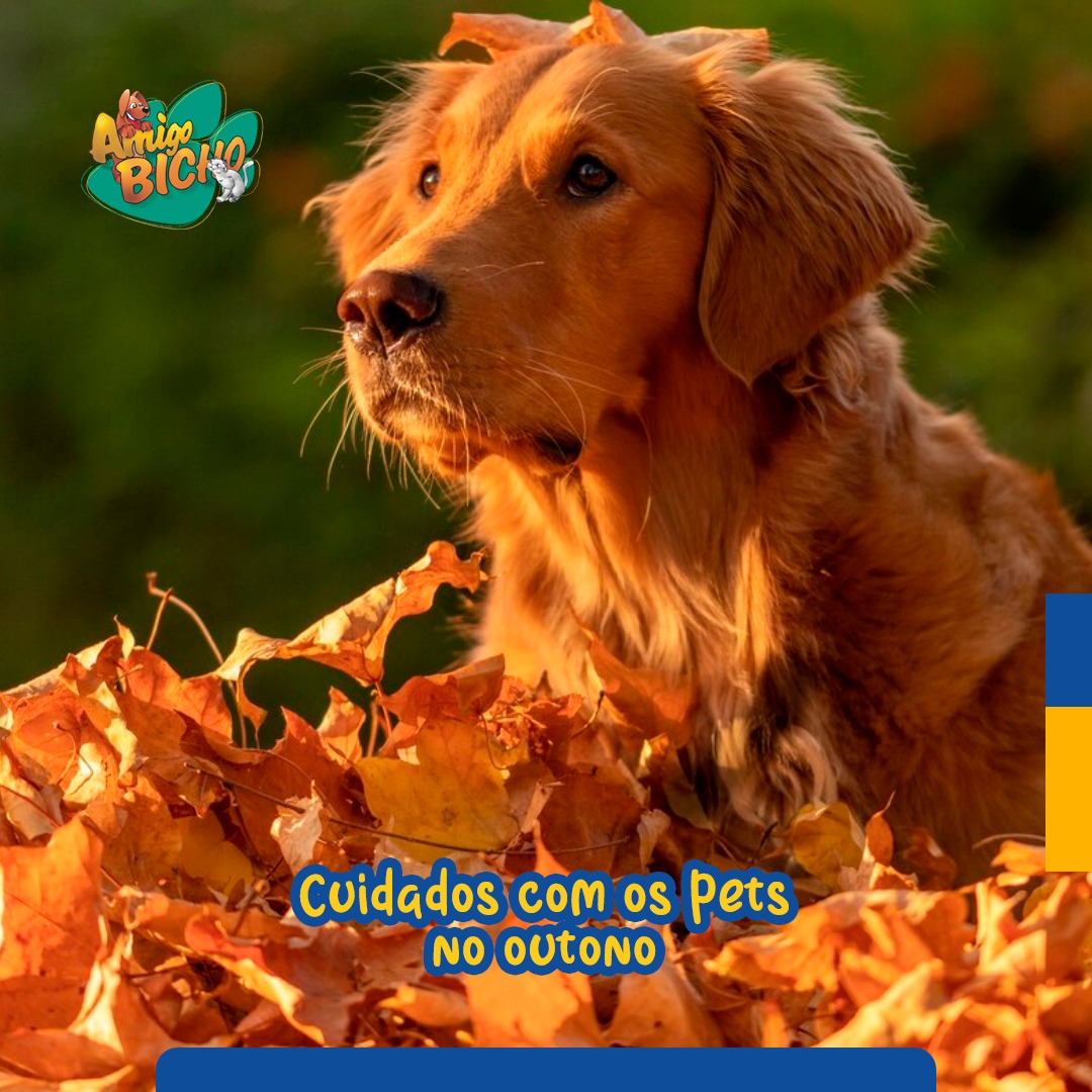 Alimentação natural: benefícios para os Pets - Amigo Bicho